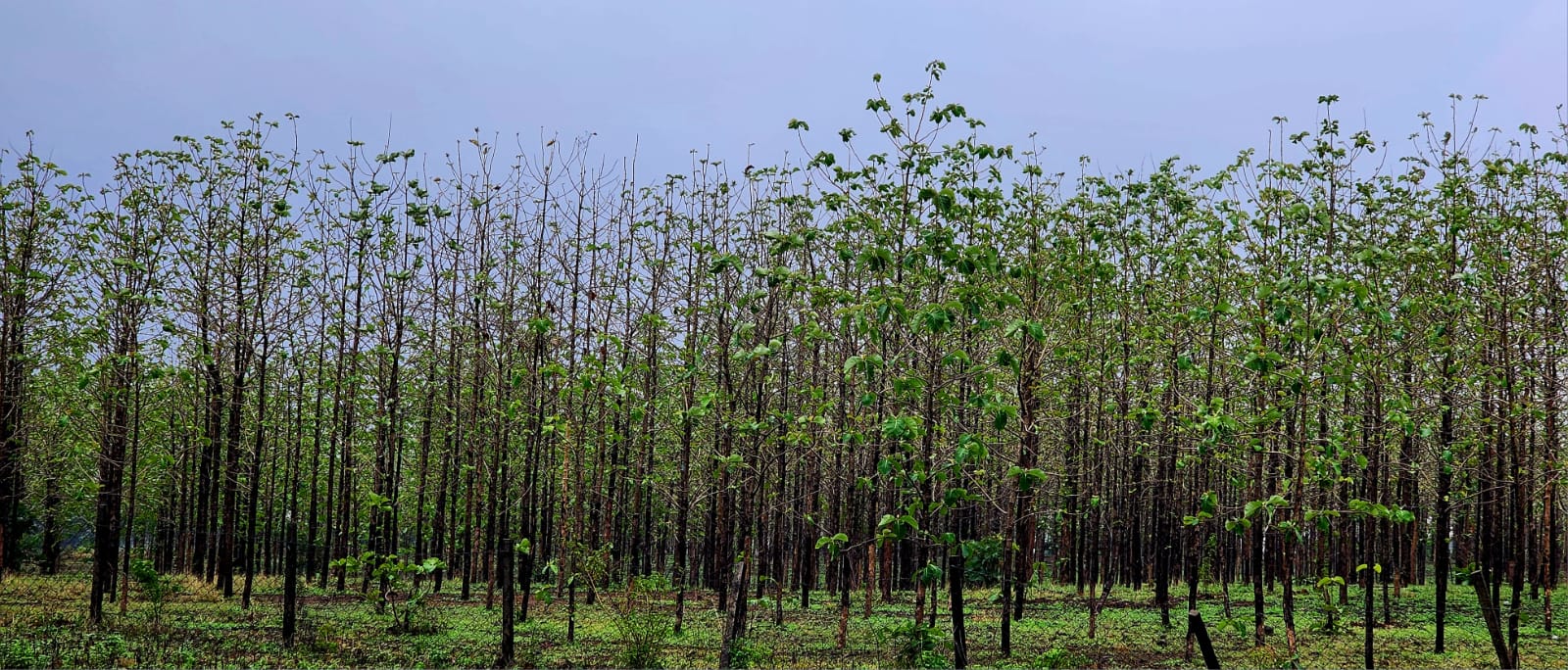 Teak Trees Plantation, Teakwood Farmland, Sagwan Farming, Land in India